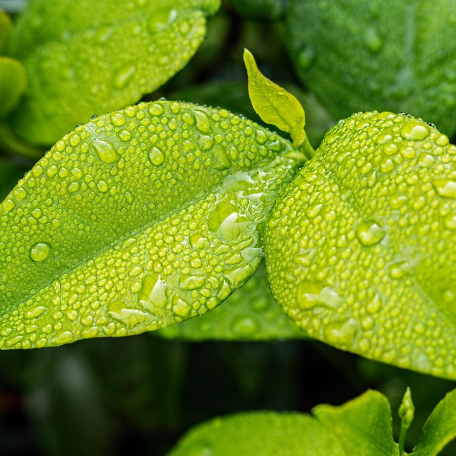 5 Kinds Of Yard Plants That Need A Lot Of Water Spinkler System Store